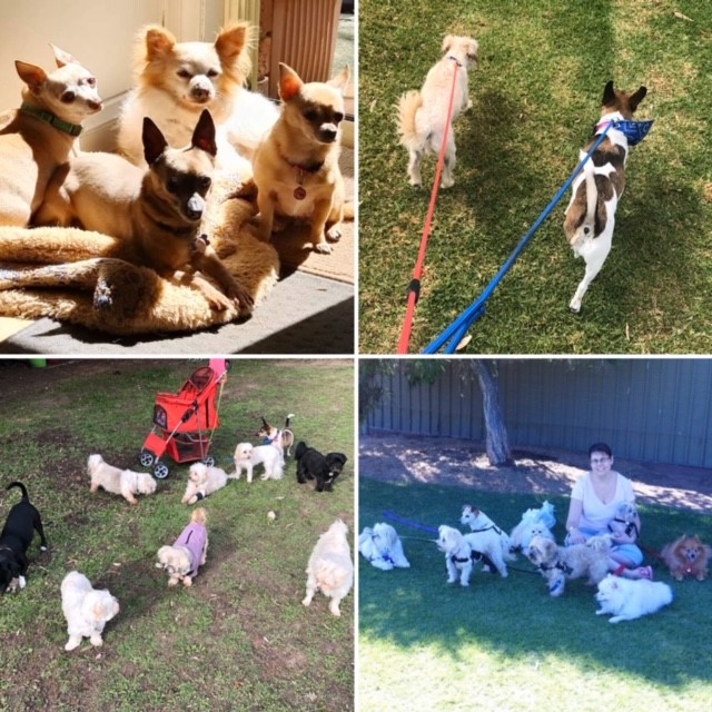 Pic - MOVING PAWS INCORPORATED